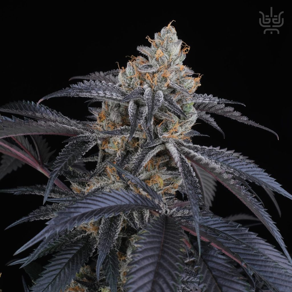 Welcome - SWISSBUD Thailand cannabis